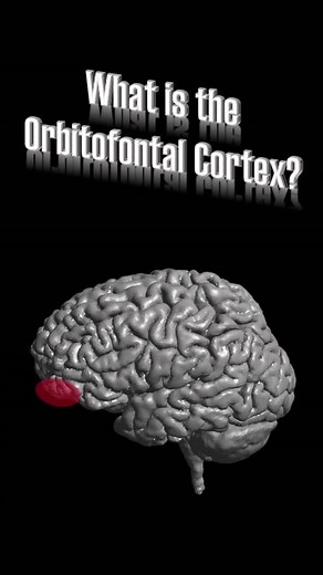 What is the orbitofrontal cortex? #foryoupage #fypシ #science #neuroscience #brain