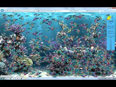 Internet Explorer 9 VS Google Chrome 10, FISH TANK TEST!