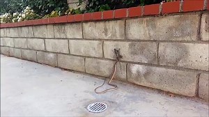 Snake vs. Lizard Amazing footage Snake try to eat lizard
