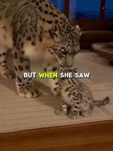 He Saved a Snow Leopard Cub… And She Never Forgot ❄️🐆