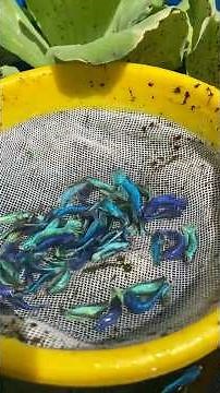 The breed of Bettas that was lost over time