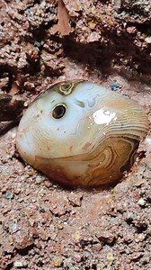 89K views · 1K reactions | Agates & Crystals: Nature’s Stunning Art #Agate #Crystal #Gold #Gems #Diamonds #GoldMines #Emeralds #Pearl #PreciousStones #NaturalGems #JewelryLovers #GemstoneAddict #LuxuryJewelry #RareFinds #GoldenGems | Gold Amazing | Facebook