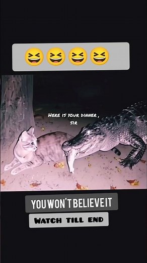 Cat Slaps Crocodile for Being Late With Food 😹💥