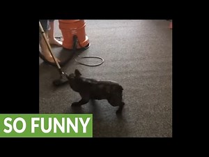 French Bulldog makes vacuuming extremely difficult