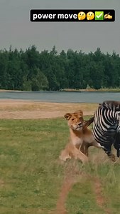 Nature's power in action, witness a zebra showing off its abilities. A swift and decisive defense mechanism ,the raw power of a zebra kick in action #animallovers #trending #animals #wildlife #nature #fyp | Chikomborero Mbundure