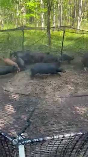 17K views · 322 reactions | When the whole sounder shows up… the Pig Brig Net Trap shows out.  Stop feral hogs with the proven and patented Pig Brig Trap System. Learn more at pigbrig.com! #PigBrig #TrapSmart #FeralHogControl #WildHogRemoval #HogTrapping #LandManagement #WildlifeDamage | Pig Brig Trap Systems | Facebook
