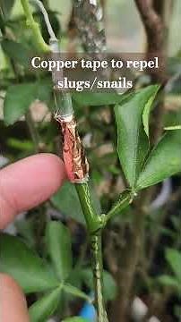 Using copper to repel slugs & snails
