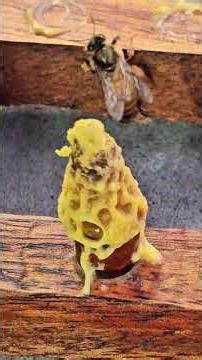 Many new queen bees emerge from the hive.