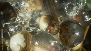 Hatching tadpole of the Ecuadorian Monkey Frog (Phyllomedusa ecuatoriana) in the egg mass on day 18. The tadpole will land in a pool where it will complete its development.