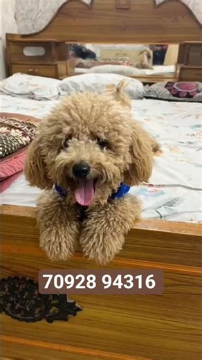 First birthday client update client Happy col #collectionkennel puppies puppies available #puppy