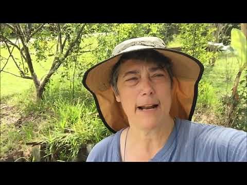 Pulling Saplings WITHOUT Expensive equipment