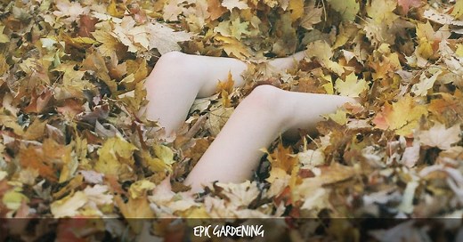 Composting Leaves: How to Break Down Fallen Leaves Fast