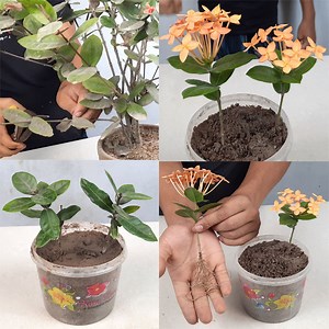 583K views · 10K reactions | Easy Way to Propagate Ixora Plants From Cuttings by Water and Soil | Rana Craft | Facebook