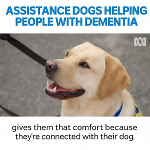 Meet these pups being trained for a very special job. 🐶 | ABC iview