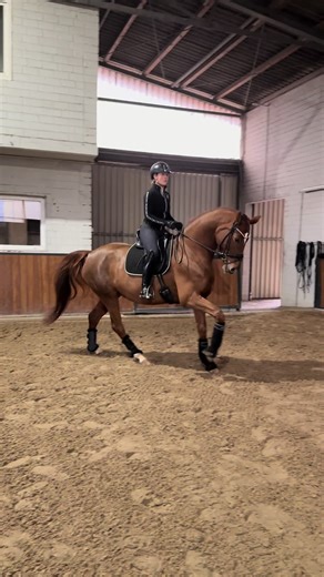 Dressage Horse Training Techniques for Success