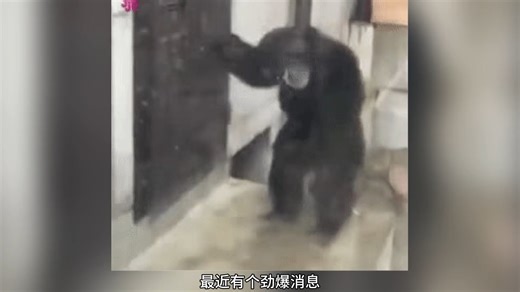 9月2日 西数新产品——sn5100，是全权交给闪迪的原厂原片固态硬盘西数固态硬盘 sn5100 数码科技好物 固态硬盘推荐 diy电脑知识