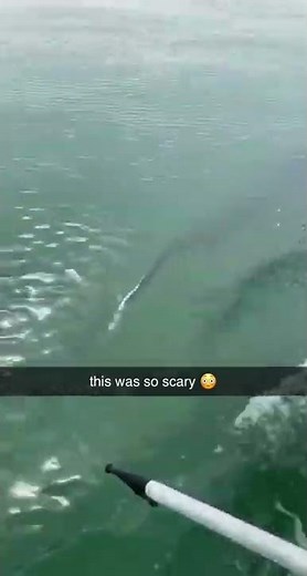 They spotted this shark in shallow water less than a mile off the shore 😳| #shorts