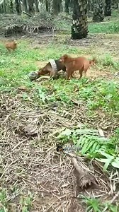 1.2M views · 13K reactions | Hunting dog vs. python — a wild showdown in the wild!  #snake #wildlife #phyton | Macho | Facebook