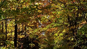 Autum, Fall Forest, Fall Leaves. Free Stock Video