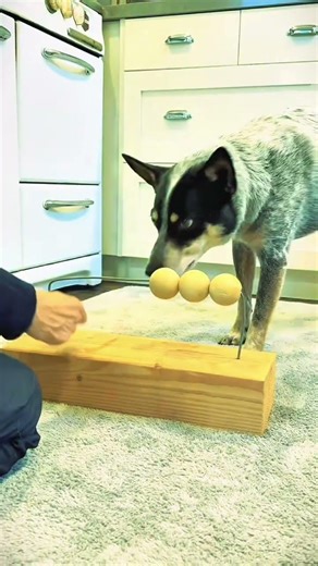 Amazing #foryou #viral #dog #traningdog #k9 #militarydog #k9dog #k9police #handler