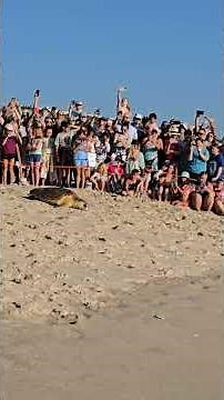 Loggerhead Sea Turtle gets released.