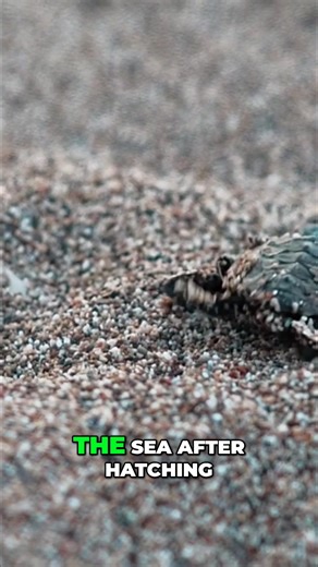 Discover how baby sea turtles navigate using moonlight to find their way to the ocean. Learn about their amazing ability to hold their breath too, giving them a crucial advantage in their early journey. #SeaTurtles #Hatchlings #OceanLife #MarineBiology #Wildlife | Mind Orbit Facts
