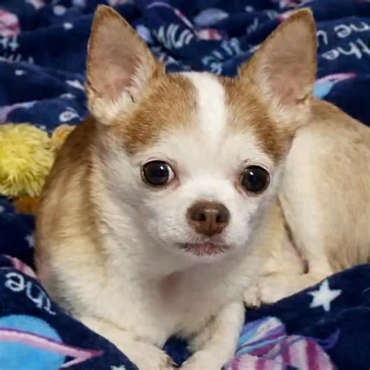 CHOCOs Charms, a fly on de wall, respectfully submitted by my friend Miss Arlene Williams. Tap or press white arrow🐶🐾❤️😂 | Choco the Macho Chihuahua