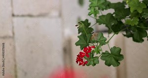 hawk moth collects nectar from red Pelargonium ivy. Pelargonium ivy in the city of Perast. Pelargonium peltatum. Butterfly on a beautiful flower. close-up. Blurred background