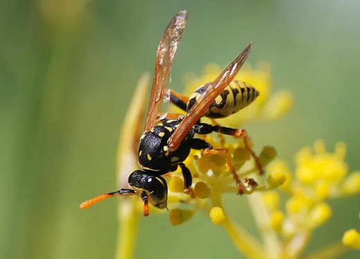 Surprising But True... Wasps Are Actually Important Pollinators And Valuable to Nature