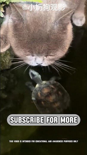 #localstarbinit Curious Cat vs Sneaky Turtle! 🐱