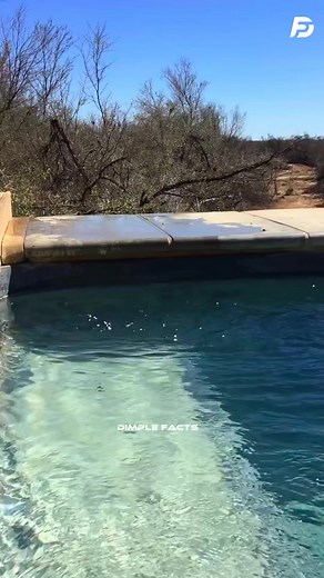 769 reactions · 4 comments | Baby Elephant Doesn’t Know How to Use Its Trunk  | Funny & Adorable Wildlife Moment! #viralpost2025シ #viralpost2025 #reelsindia #fypシ #science #fyp #facts #indian #shorts #animals | Deep Explain | Facebook