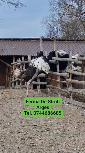 78K views · 1.5K reactions | #puistrut #struti #crestereastrutilor #fermastruti #informatii #fermadestrutiarges #incubatie #ouastrut #viral #foryou #live | Ferma De Struti Argeș | Facebook