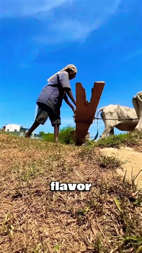 extracting groundnut oil #didyouknow #oilextraction #shorts