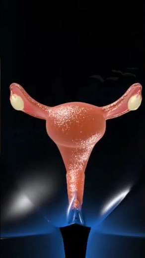 Anatomy of Uterus (3D Animation)