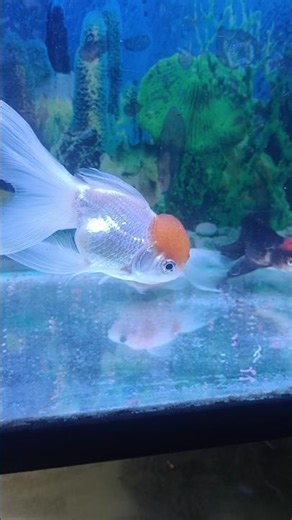 Red Cap Oranda In A Planted Aquarium Premium Quality Aqua dn