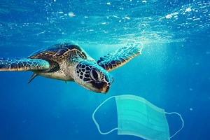 How to Help Save Sea Turtles