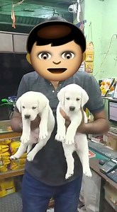 32 reactions · 3 comments | Female Labrador puppies available on order. Call 9800043052 for details.. | The PET Shoppe Siliguri | Facebook