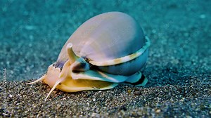 A underwater large conch seashell crawls on the sandy ground of a tropical coral reef, showing its eyes , underwater macro. close-up Philippines, Asia