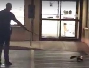 Watch Cop Save Skunk With Cup Stuck On Its Nose: Video