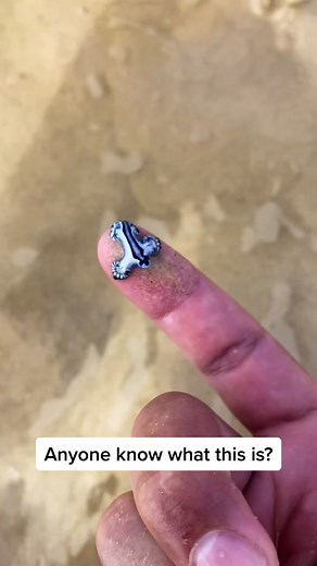 Mysterious Alien Blue Fish at Juliano Bay Aquarium