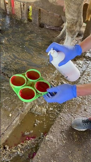 California mastitis test #veterinary