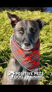 She was being boarded and started her service animal training while I flew across the country. I get her back in a couple of hours and I am sooo excited to have my baby back❤️🐕🐾✈️ #Malinois #dogsoftiktok #DogTraining #Maligator #servicedog | Joshua Stanton