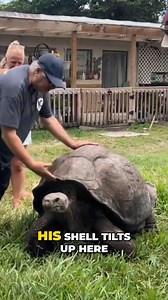 163K views · 5.2K reactions | Learn more about The Professor and the difference between his shell and other Galapagos tortoises. | Florida Iguana and Tortoise Breeders | Facebook