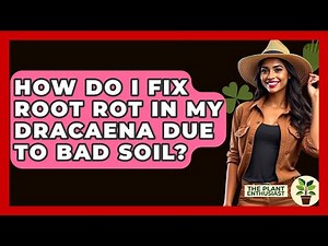 How Do I Fix Root Rot In My Dracaena Due To Bad Soil? - The Plant Enthusiast