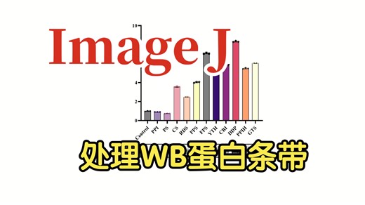 Image J处理WB蛋白条带并用Graphpad美图全过程