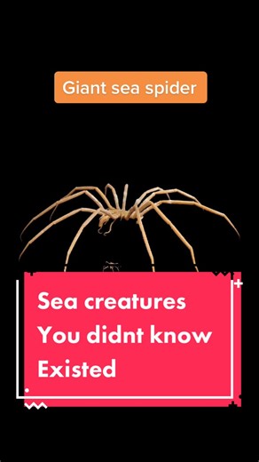 Incredible Sea Creatures You Didn't Know Existed