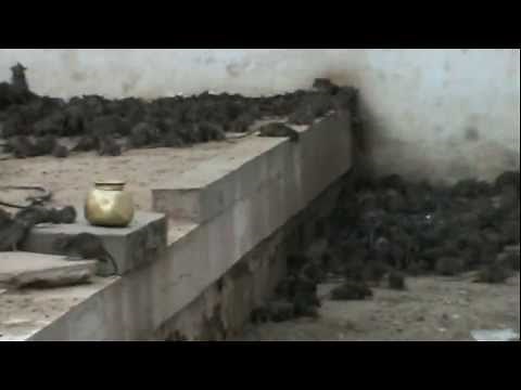 Rat temple en KARNI MATA - templo de las ratas - india