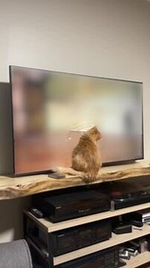 9.2K views · 443 reactions | Jonesy, the cat, was trying to catch the mouse that kept appearing on the TV screen. She was so into catching the mouse that she lost her balance and fell off the TV stand. | Jukin Copyright Management | Facebook