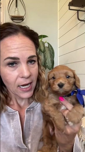 Golden Cavapoo blue male- about 15lbs full grown- #tinygolden #goldendoodle #minidoodle