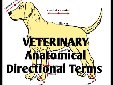 VETERINARY Anatomical terms /1st year Anatomy